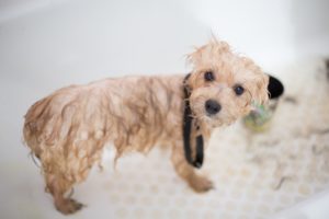 Benefits of a Hydrobath for Dogs – House of Hounds Grooming